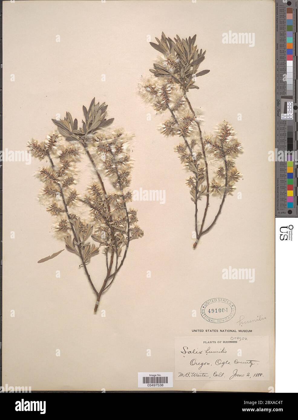Salix humilis Marshall Salix humilis Marshall Stock Photo - Alamy