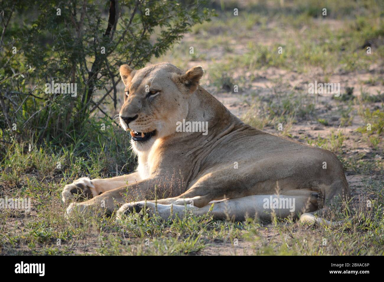 Lionessess hi-res stock photography and images - Alamy