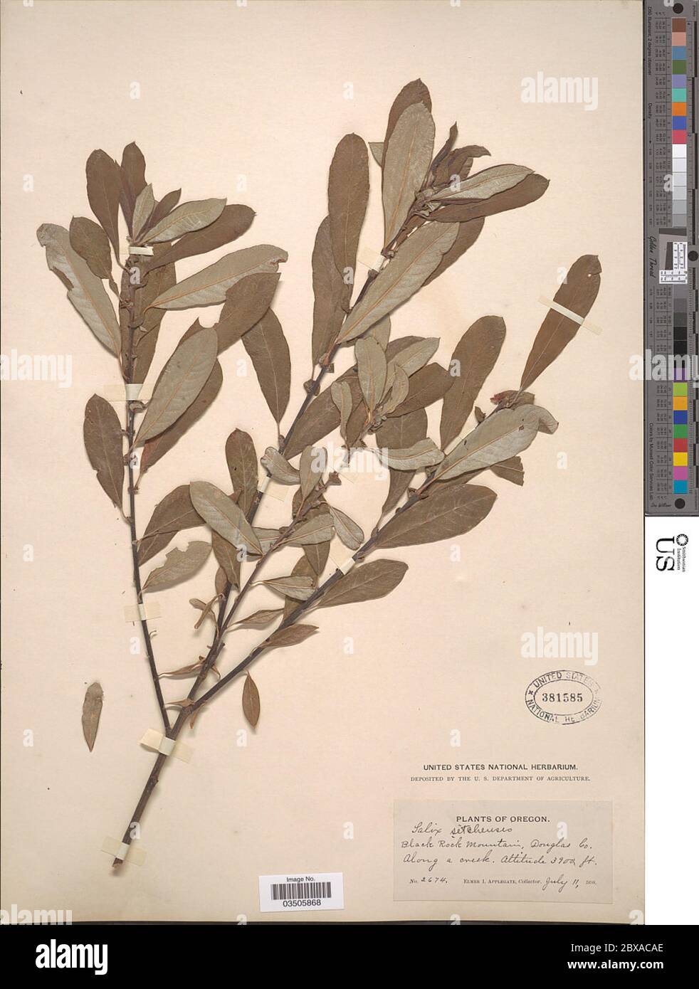 Salix sitchensis Sanson ex Bong Salix sitchensis Sanson ex Bong Stock ...