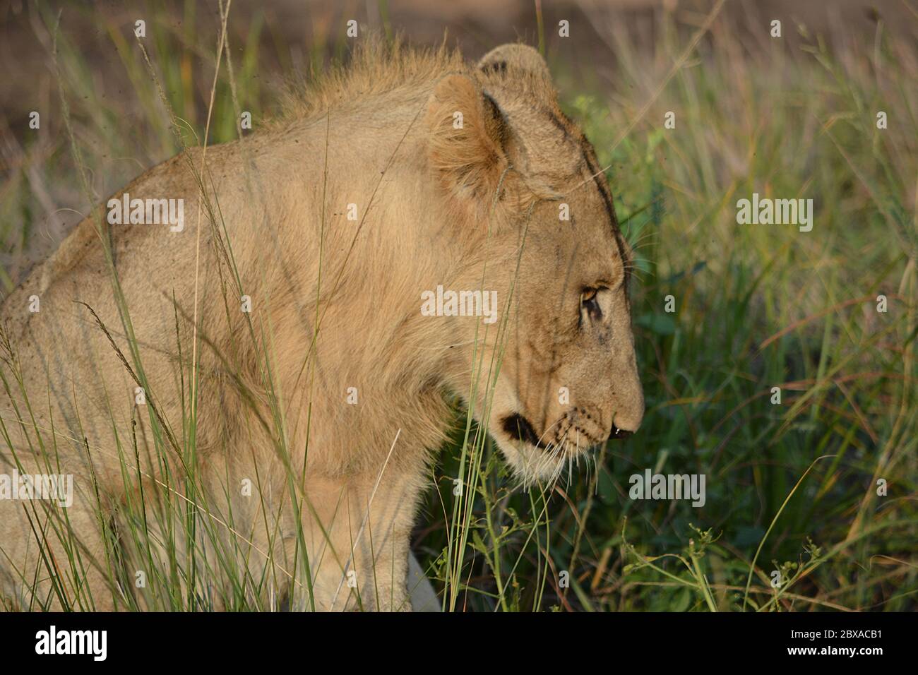 Male lion close hi-res stock photography and images - Alamy