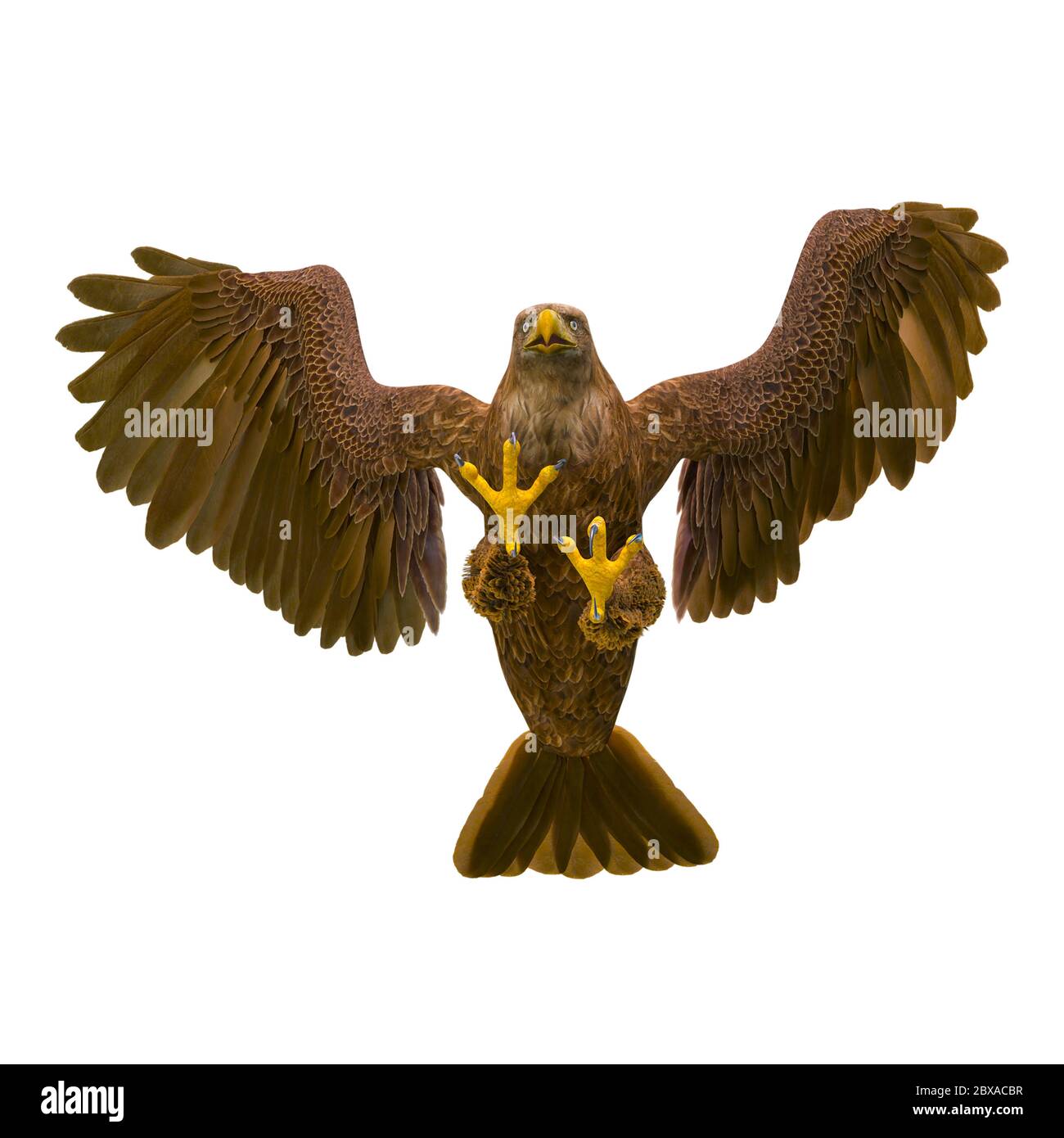Bald eagle flying free wings Cut Out Stock Images & Pictures - Alamy