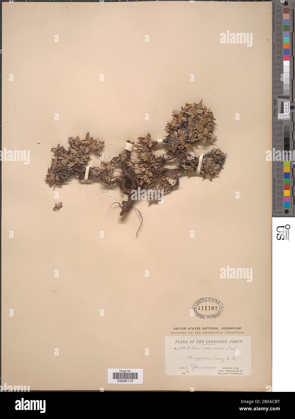 Salix uvaursi Pursh Salix uvaursi Pursh Stock Photo - Alamy