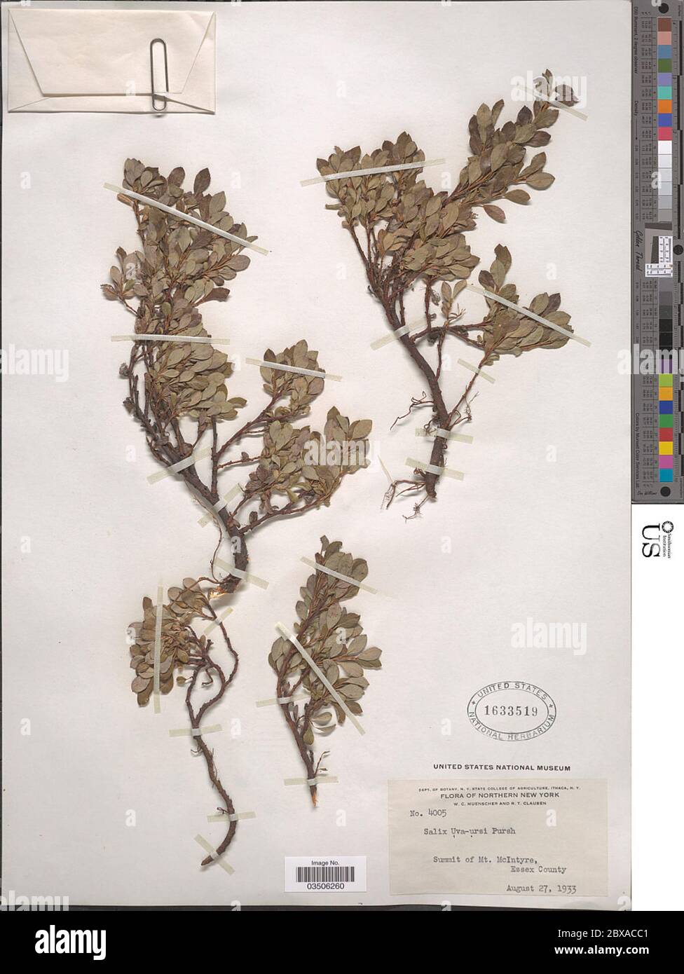 Salix uvaursi Pursh Salix uvaursi Pursh Stock Photo - Alamy