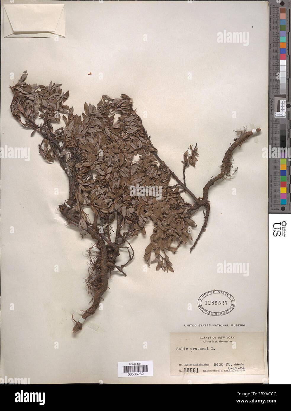 Salix uvaursi Pursh Salix uvaursi Pursh Stock Photo - Alamy