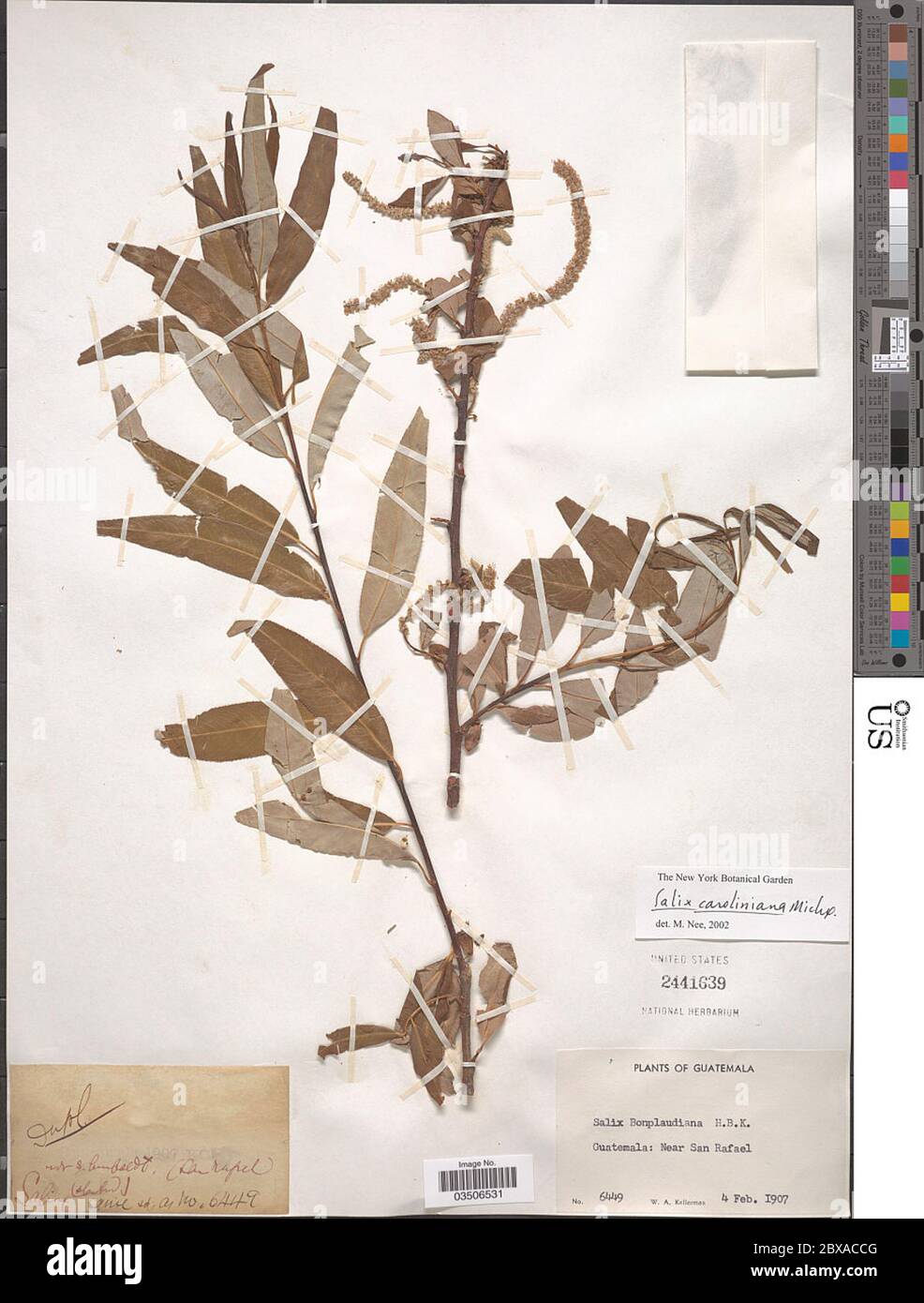 Salix bonplandiana Kunth Salix bonplandiana Kunth Stock Photo - Alamy