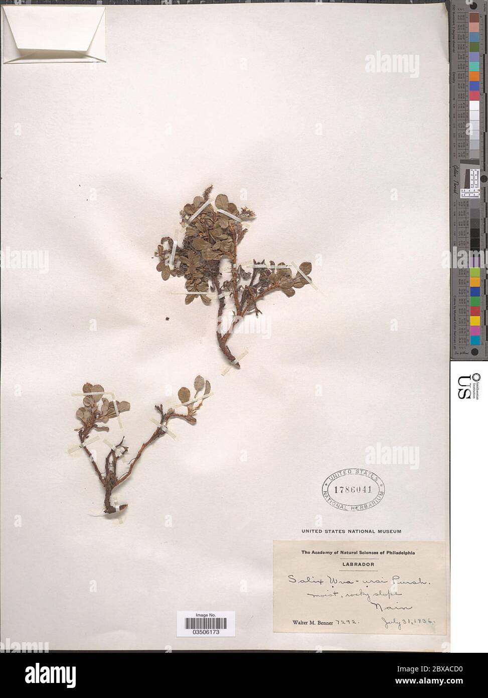 Salix uvaursi Pursh Salix uvaursi Pursh Stock Photo - Alamy