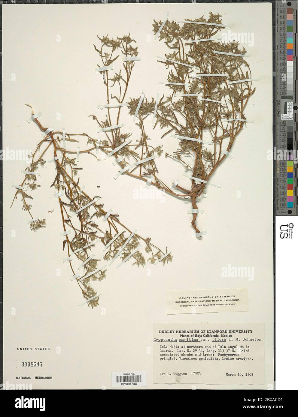 Cryptantha maritima Greene Greene Cryptantha maritima Greene Greene ...