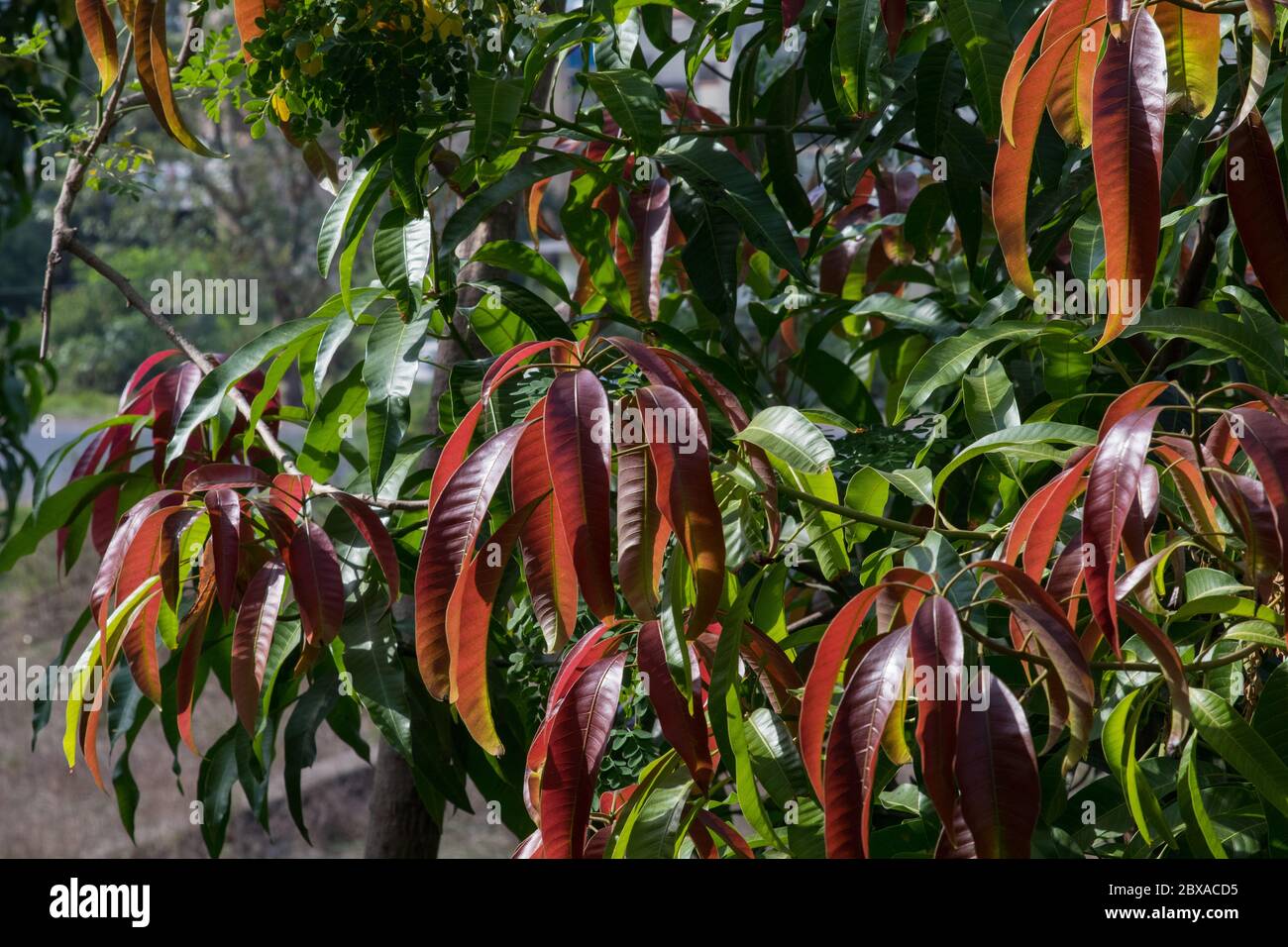 new leaves on a mango tree in shiny red and brown color. leaves slowly ...