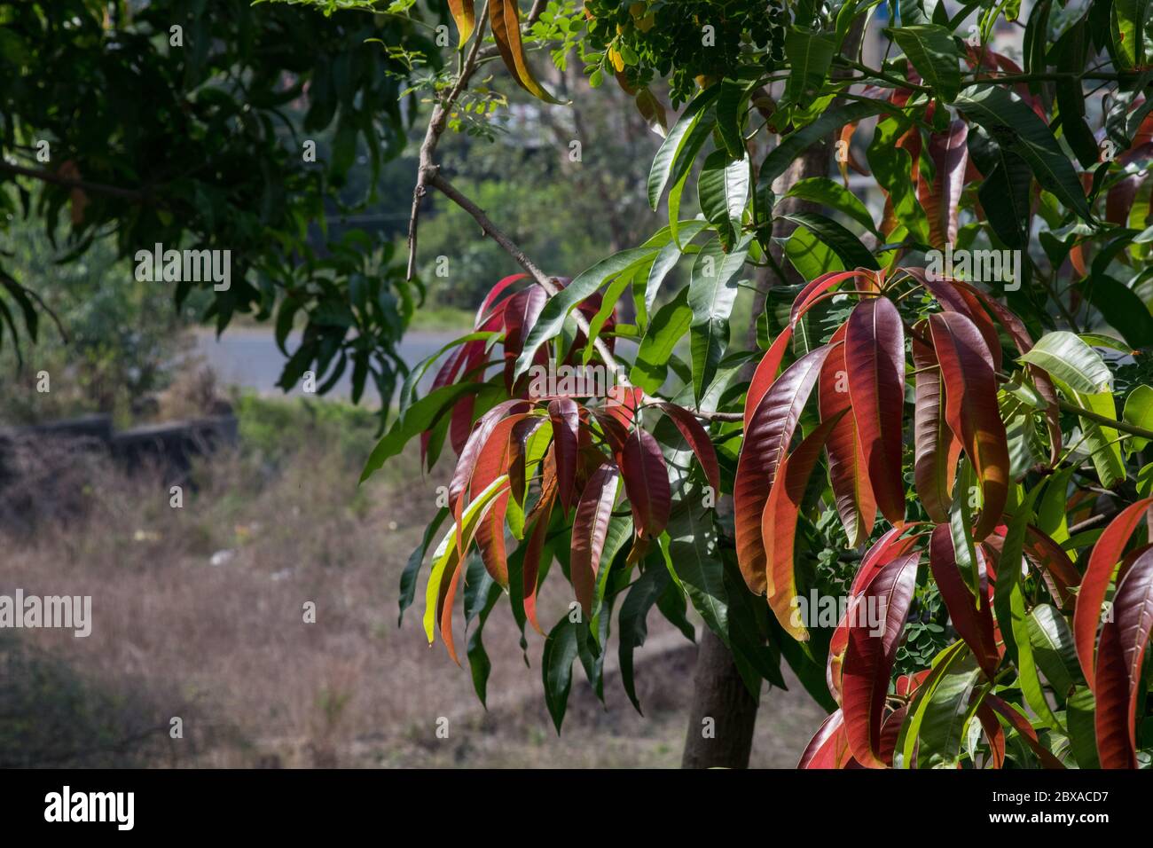 Mango Tree Images Well Watered Green 8 Feet Mango Tree, For Garden At