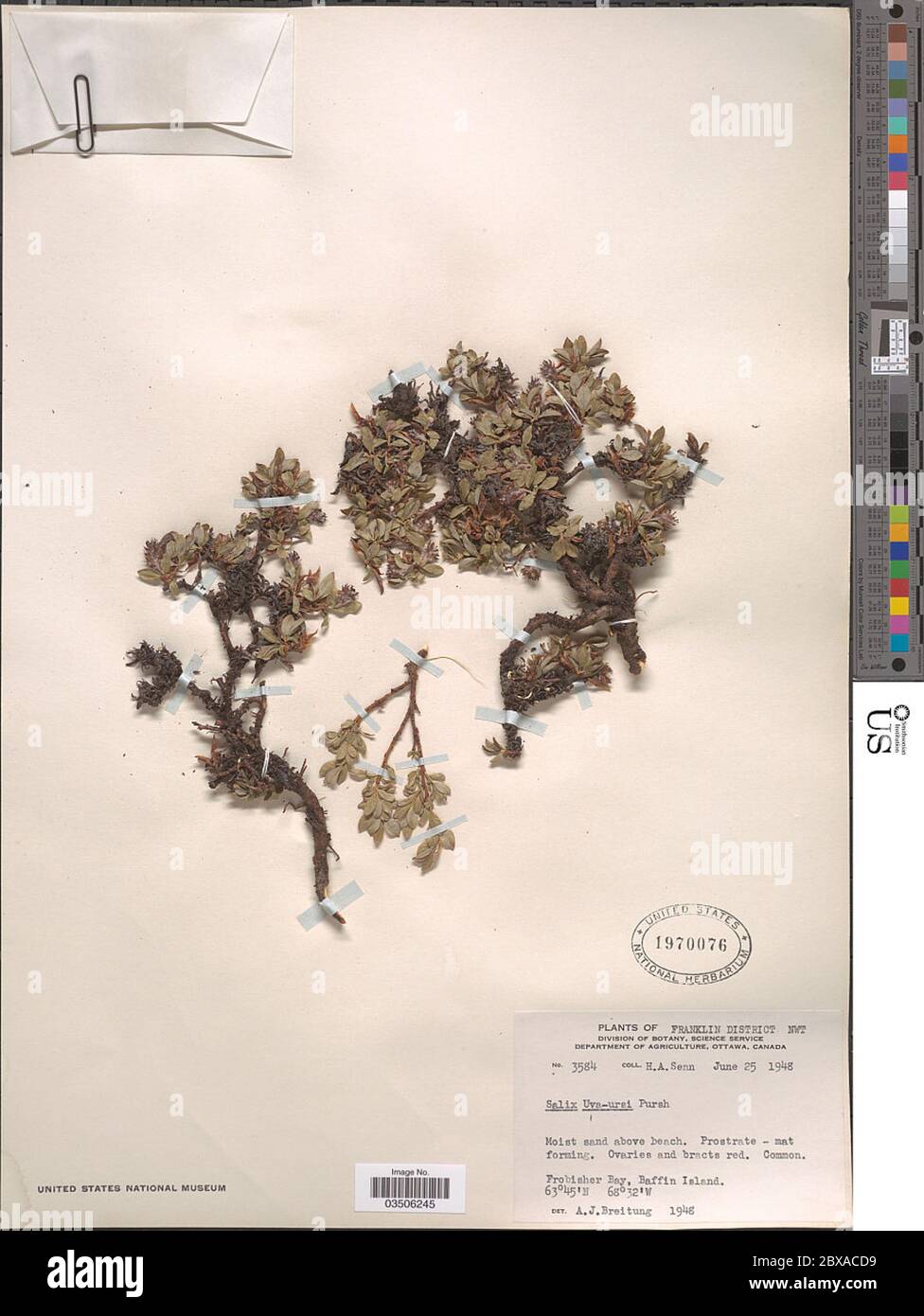 Salix uvaursi Pursh Salix uvaursi Pursh Stock Photo - Alamy