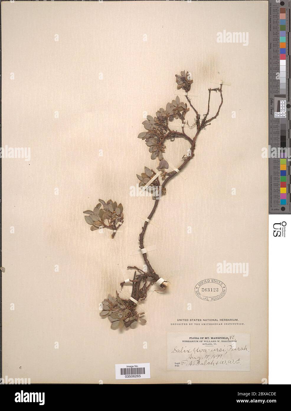 Salix uvaursi Pursh Salix uvaursi Pursh Stock Photo - Alamy