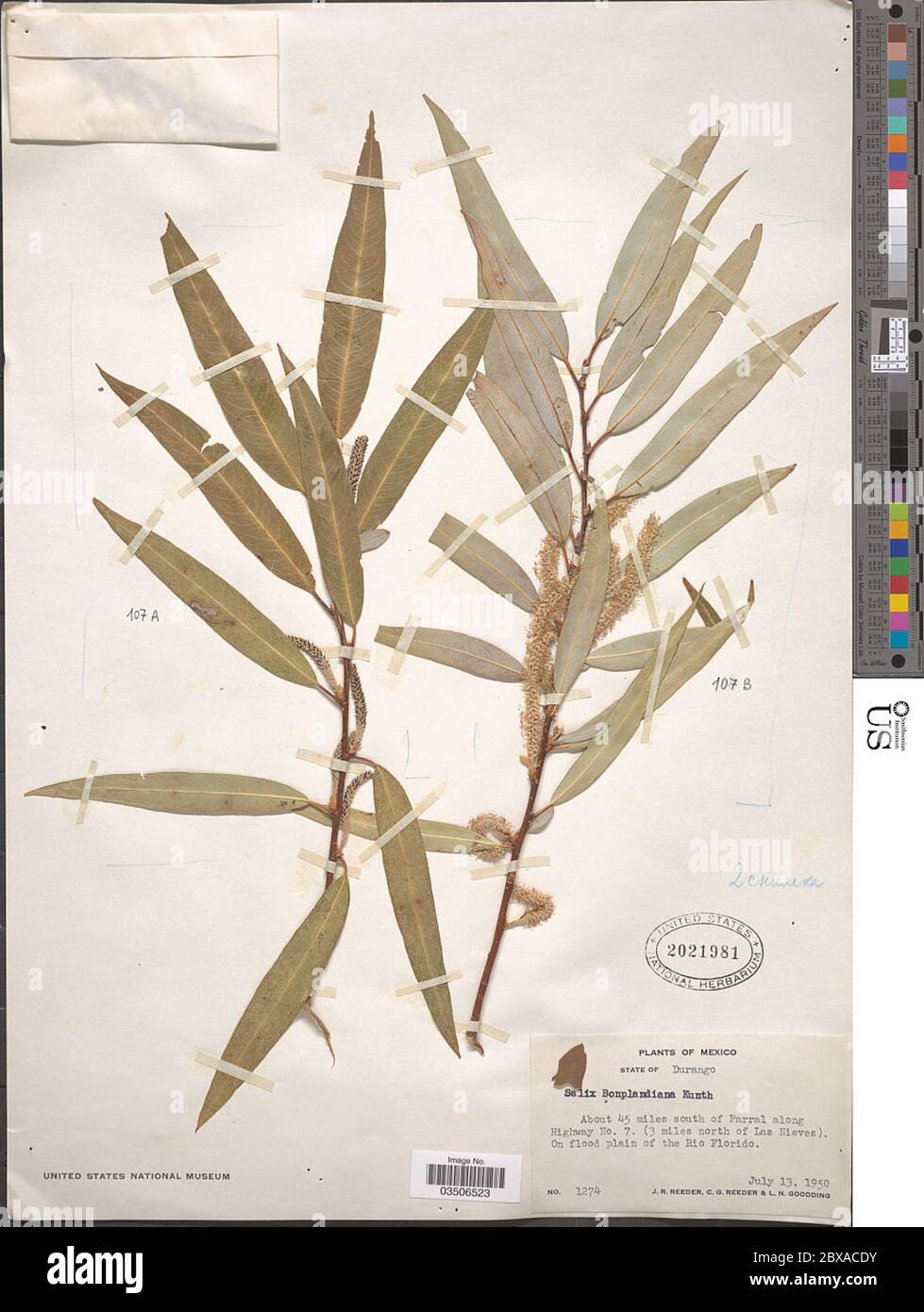 Salix bonplandiana Kunth Salix bonplandiana Kunth Stock Photo - Alamy