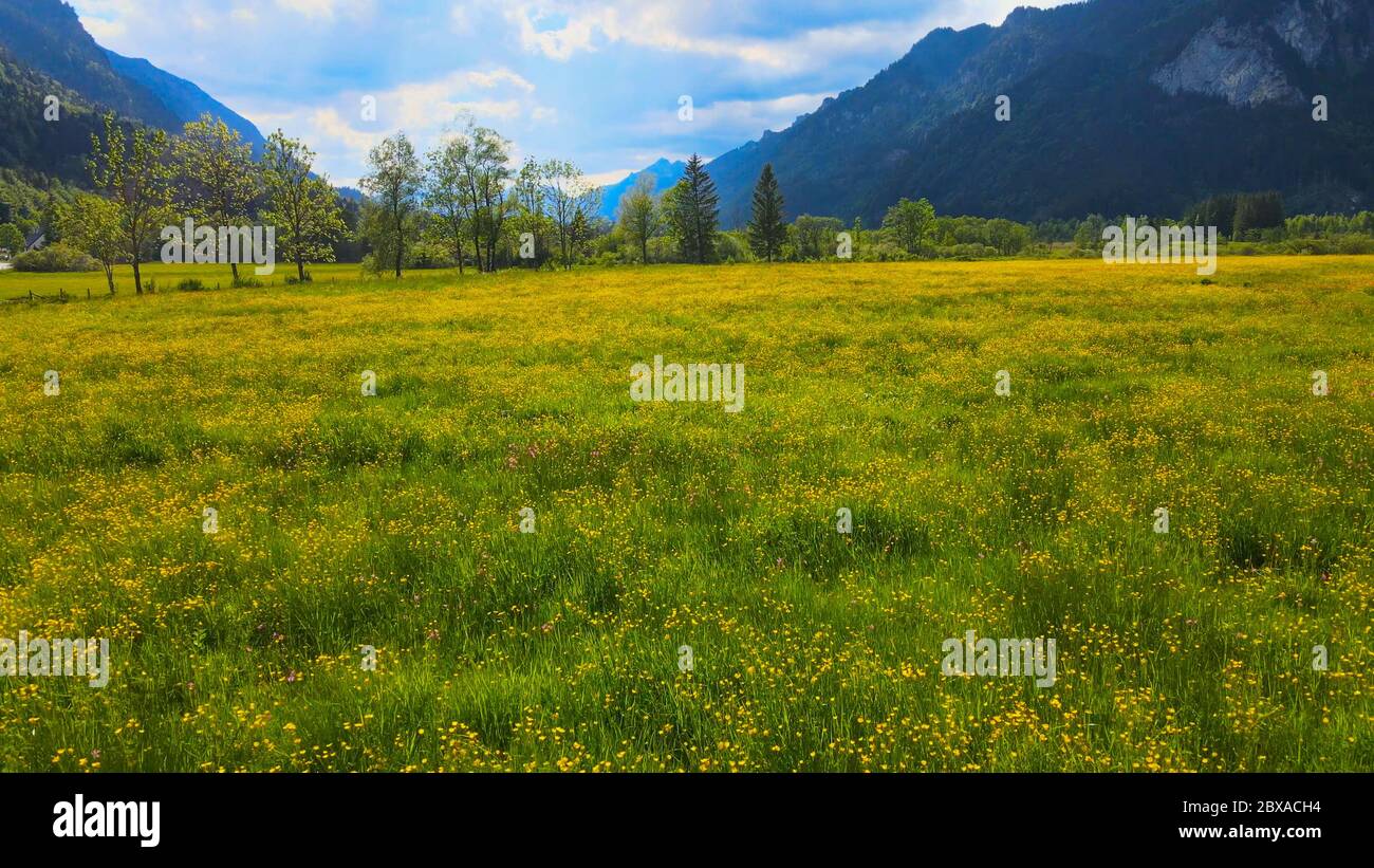 Low flight over a green meadow in the German Alps of Bavaria - Allgau ...
