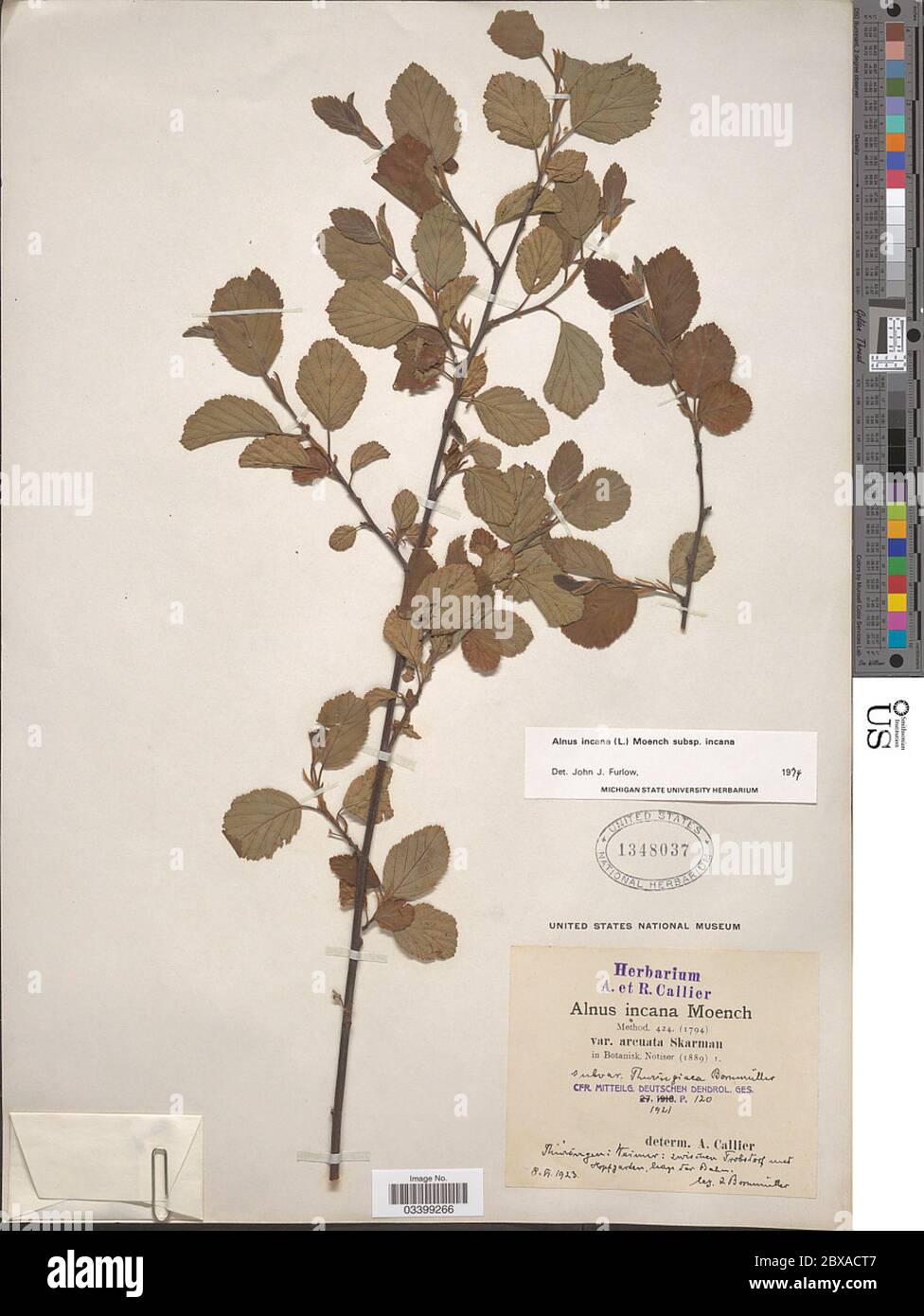Alnus incana Alnus incana Stock Photo - Alamy