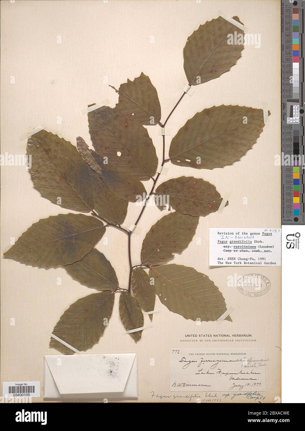 Fagus grandifolia Ehrh Fagus grandifolia Ehrh Stock Photo - Alamy