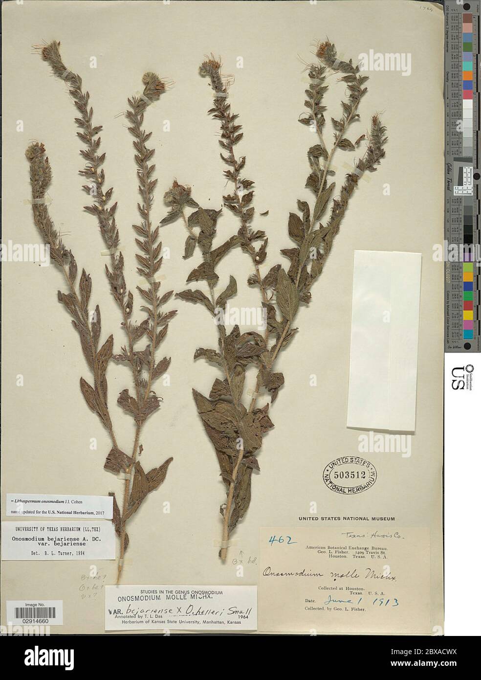 Lithospermum onosmodium Cohen Lithospermum onosmodium Cohen Stock Photo ...