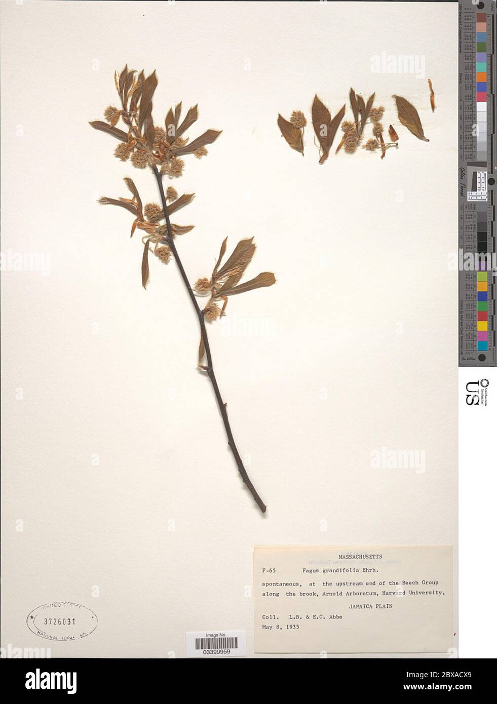 Fagus grandifolia Ehrh Fagus grandifolia Ehrh Stock Photo - Alamy