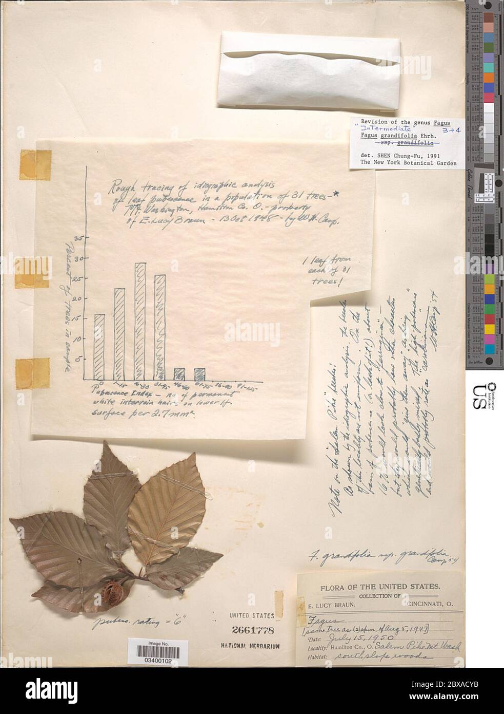 Fagus grandifolia Ehrh Fagus grandifolia Ehrh Stock Photo - Alamy