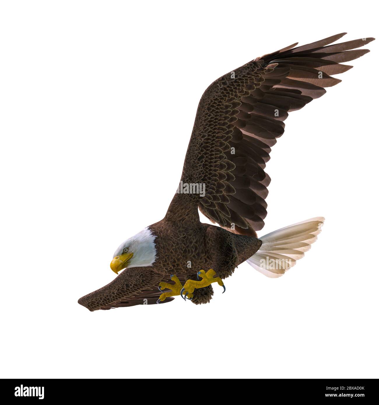 bald eagle hunting down on white background bottom view, 3d ...