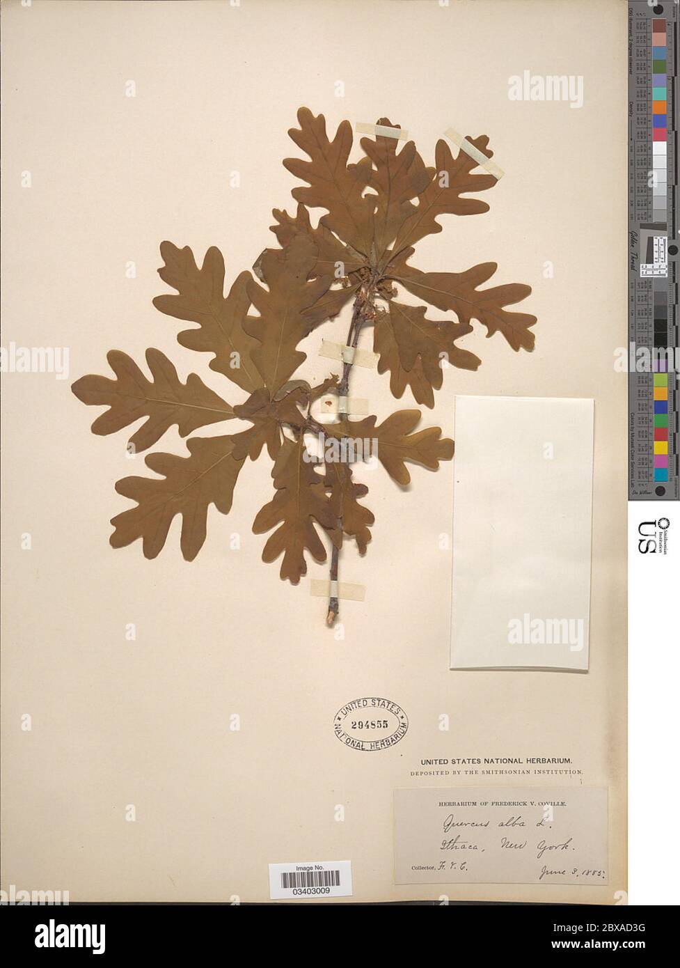 Quercus alba L Quercus alba L Stock Photo - Alamy