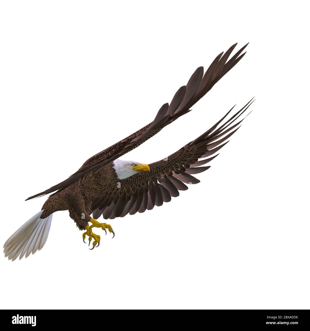 Bald eagle side view Cut Out Stock Images & Pictures - Alamy