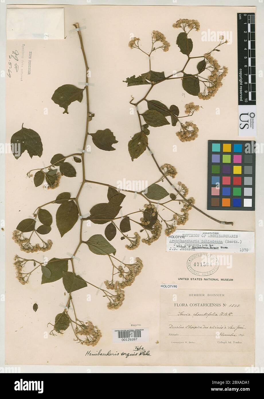 Hemibaccharis torquis SF Blake Hemibaccharis torquis SF Blake Stock ...