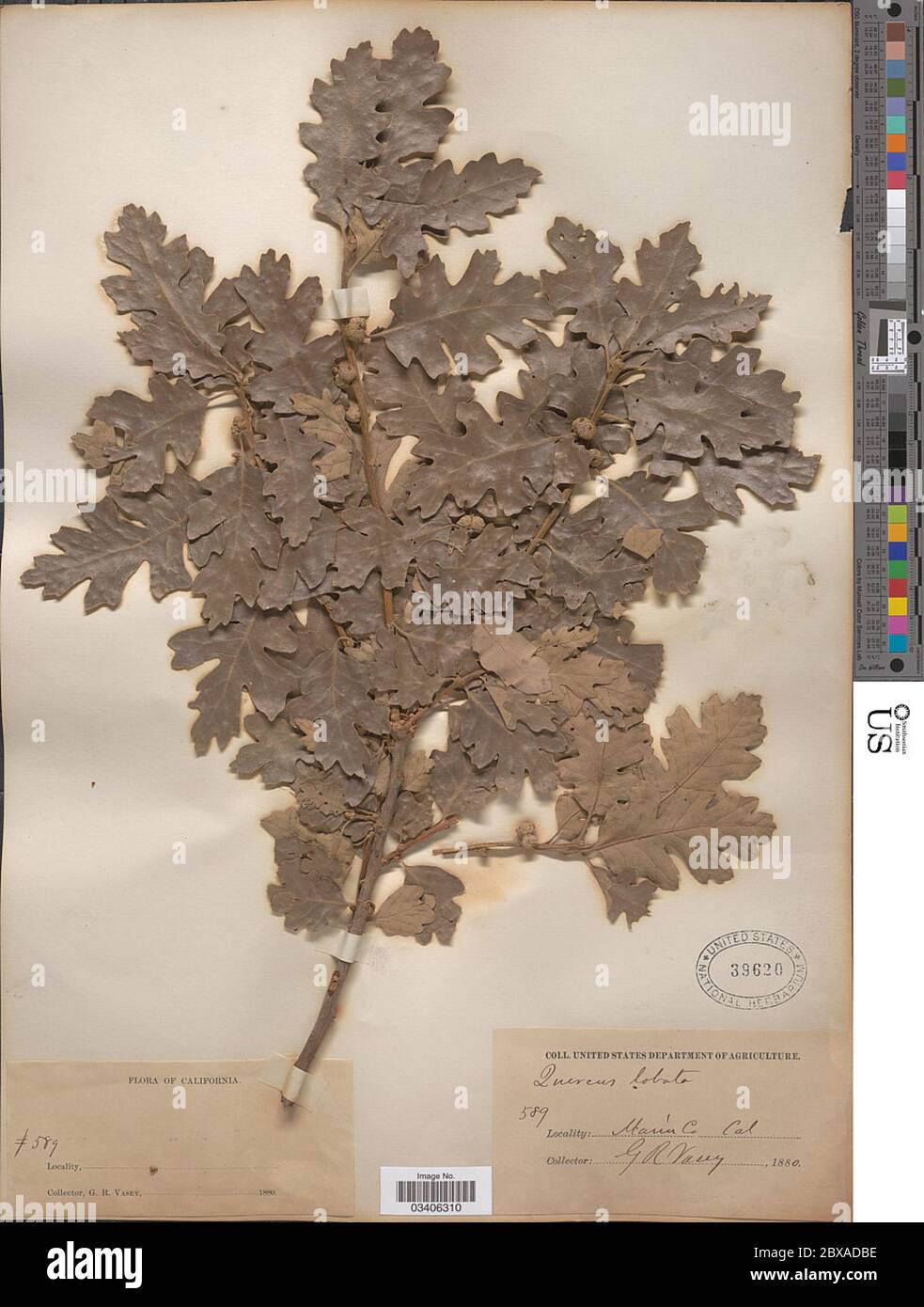 Valley oak tree quercus lobata hi-res stock photography and images - Alamy
