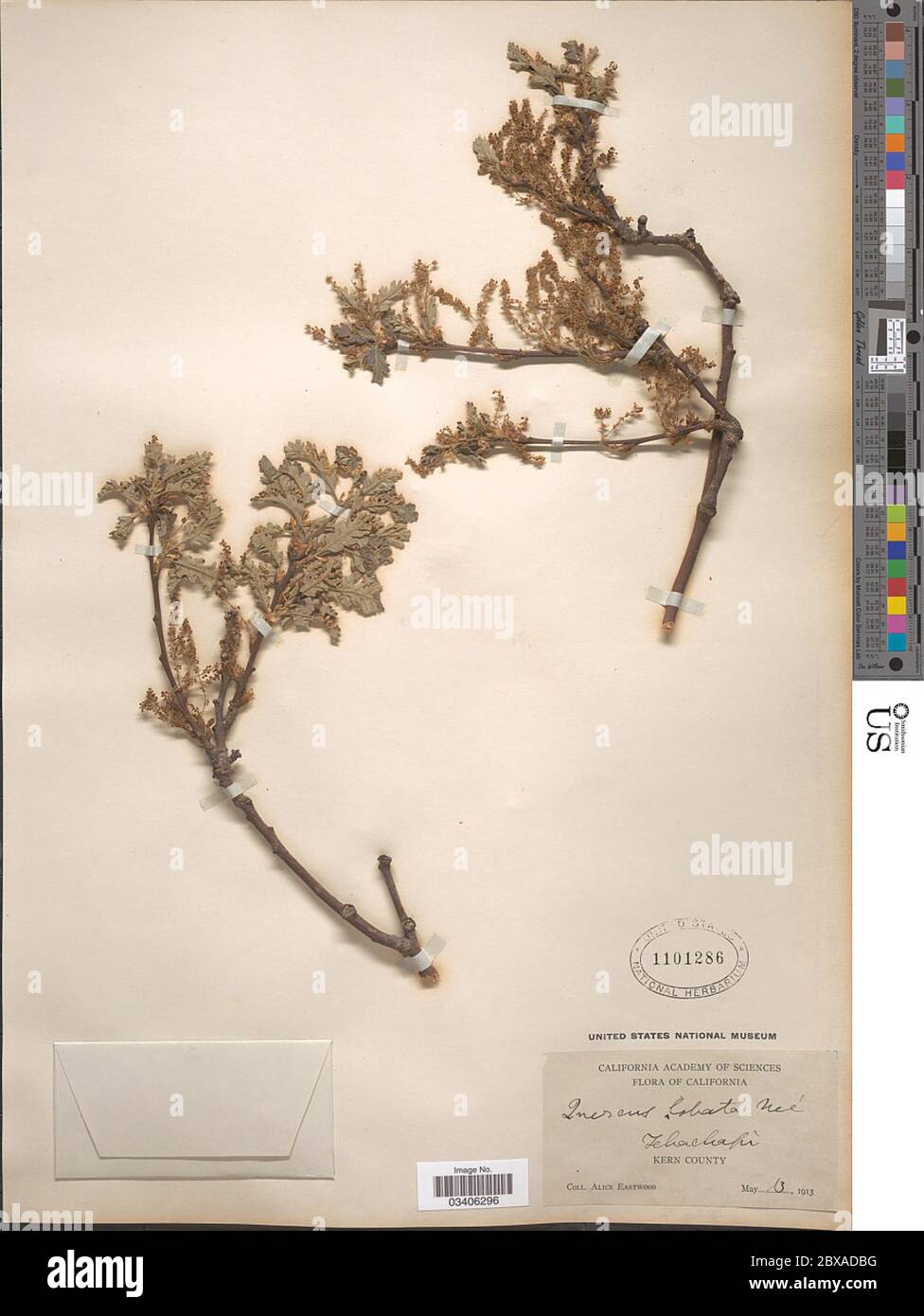 Valley oak tree quercus lobata hi-res stock photography and images - Alamy