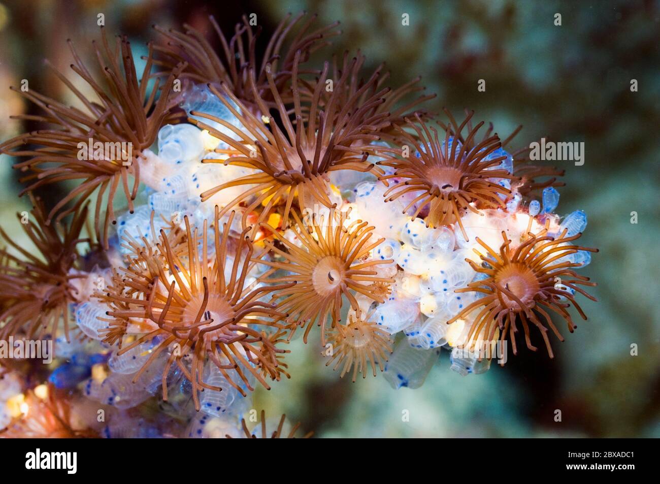 Colonial anemone (Amphiantus nitidus) and sea squirts. Indonesia Stock ...