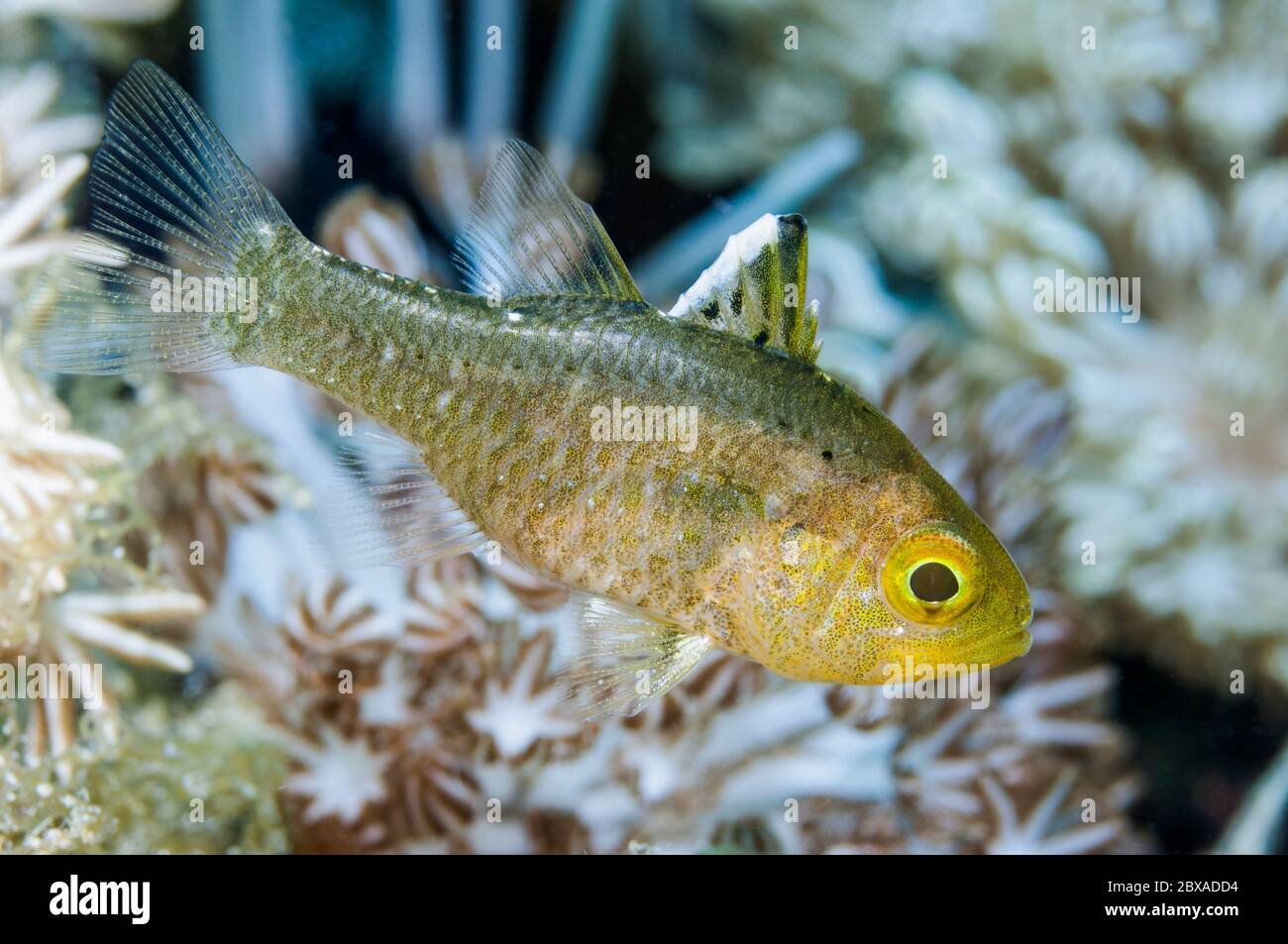 Frostfish cardinal hi-res stock photography and images - Alamy