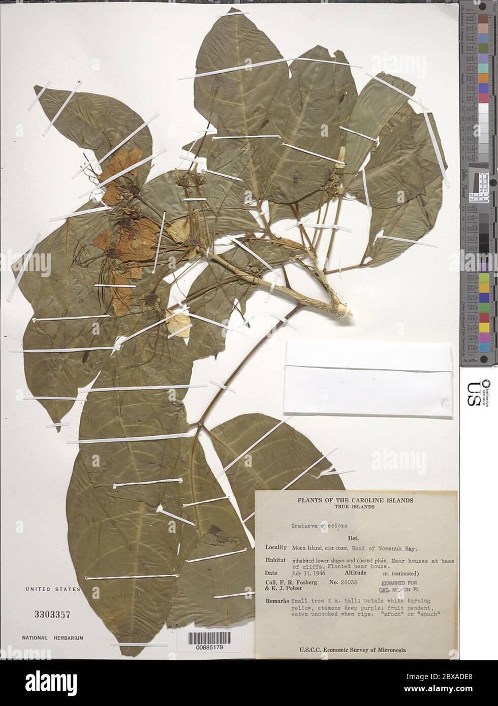 Crataeva speciosa Volk Crataeva speciosa Volk Stock Photo - Alamy