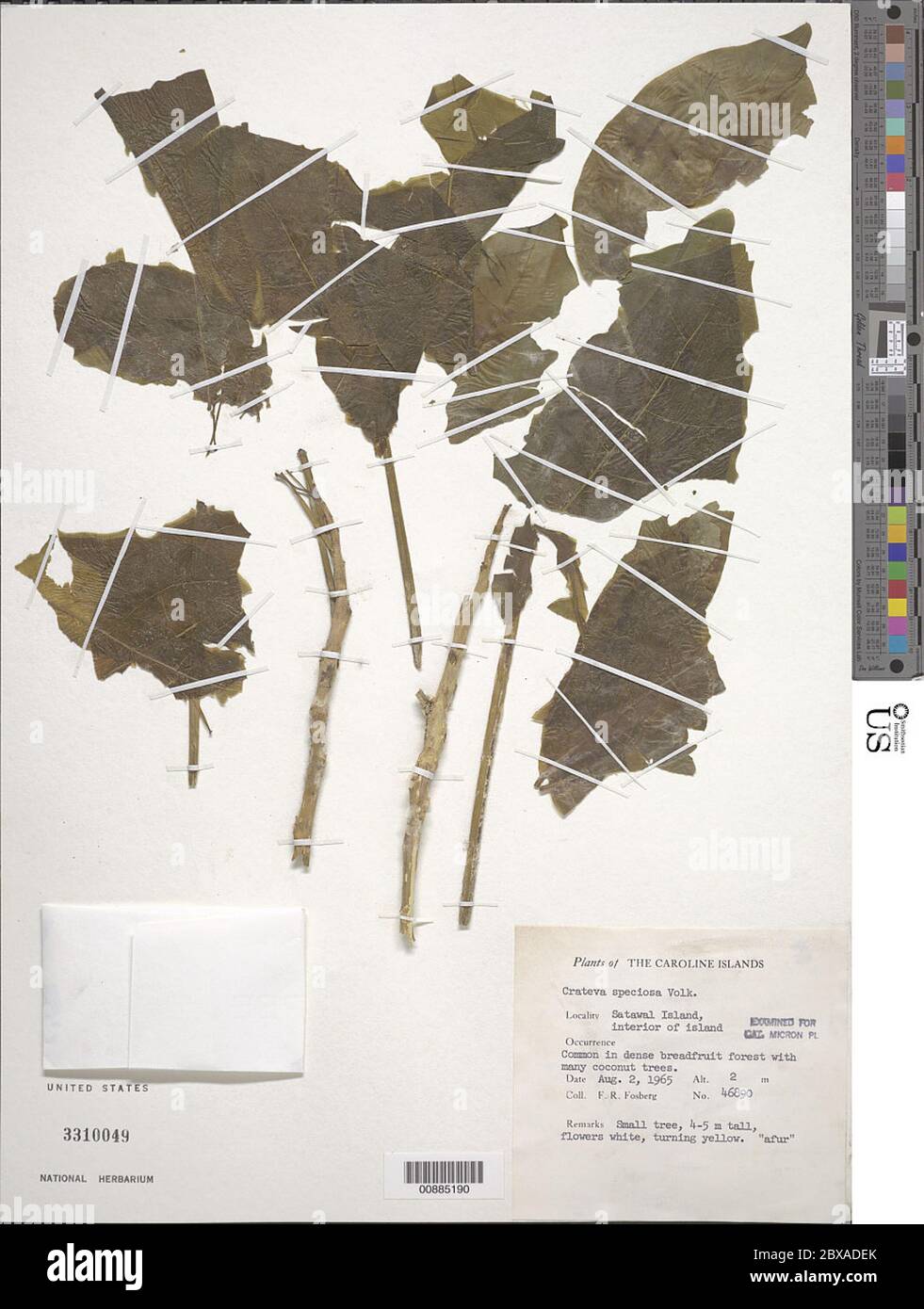 Crataeva speciosa Volk Crataeva speciosa Volk Stock Photo - Alamy