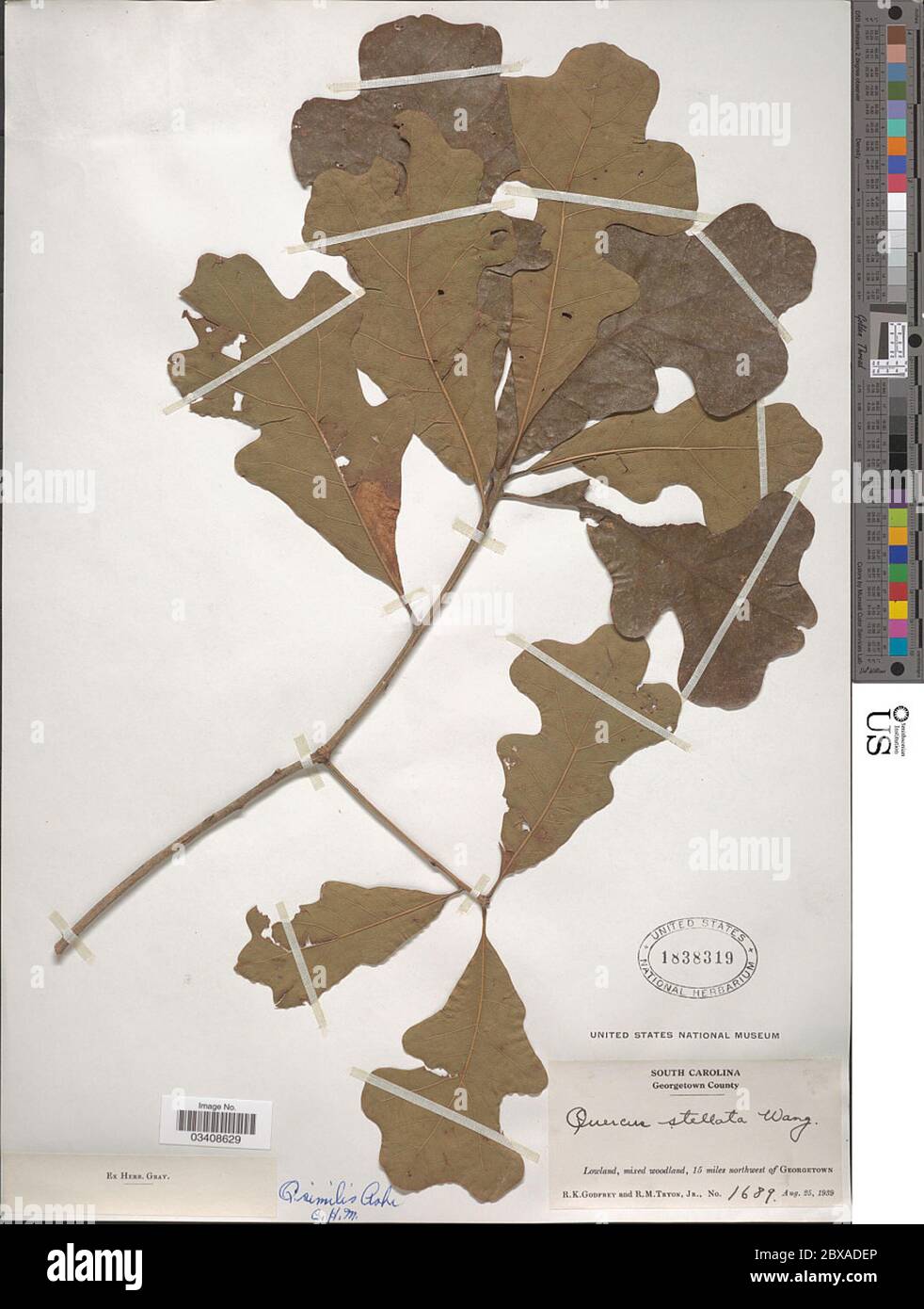 Quercus similis Ashe Quercus similis Ashe Stock Photo - Alamy