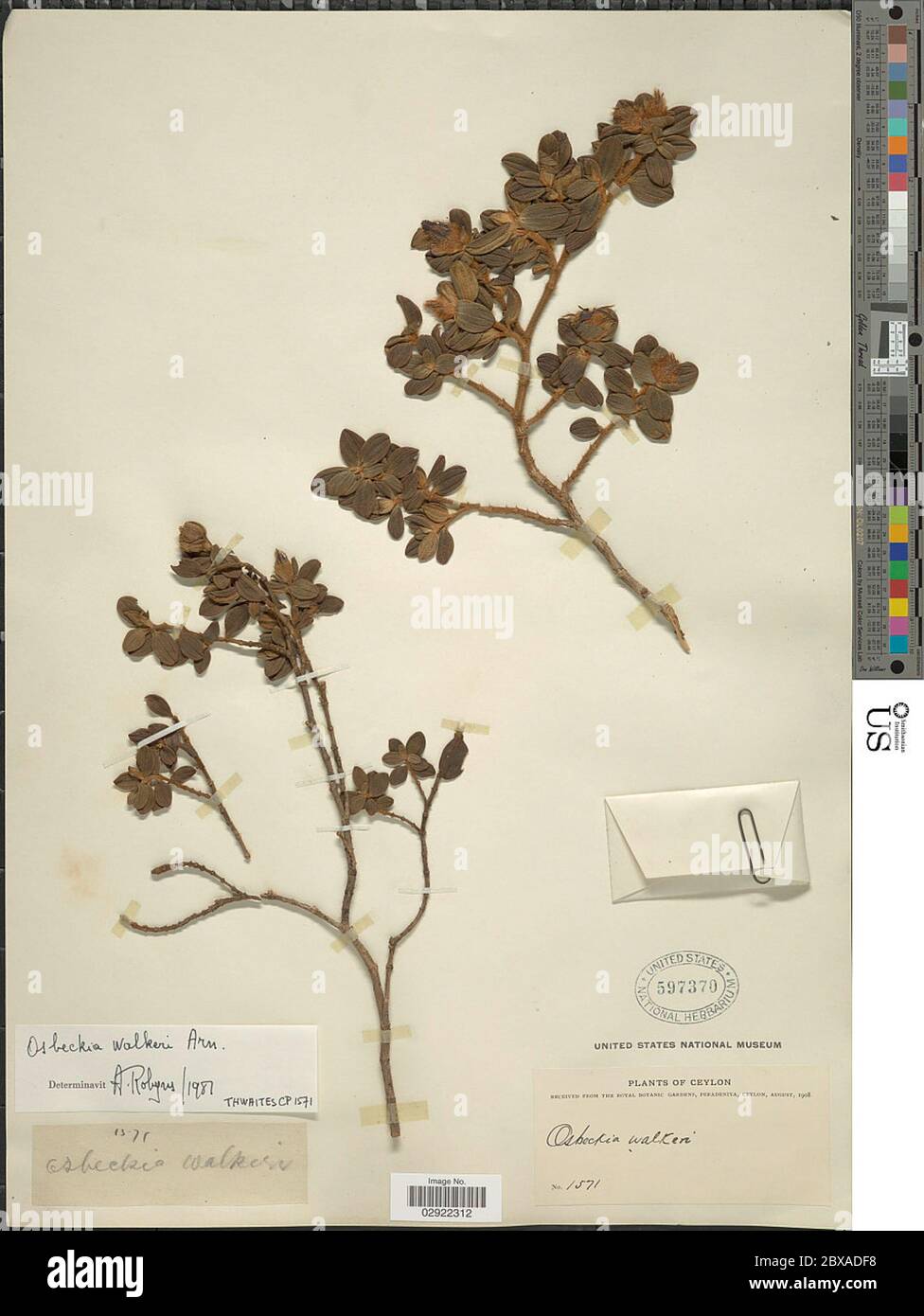 Osbeckia walkeri hi-res stock photography and images - Alamy