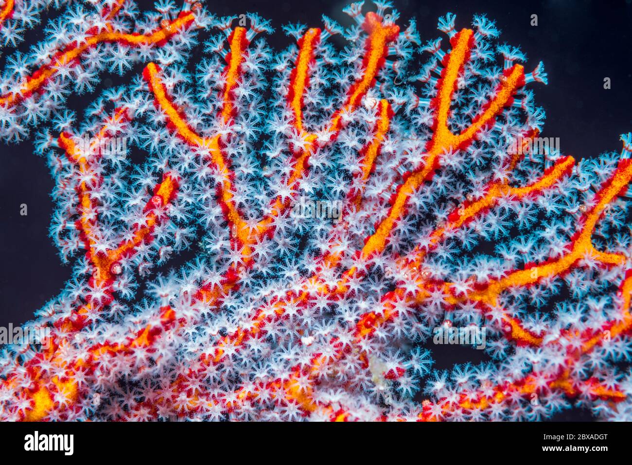Octocorallia (also known Alcyonaria). North Sulawesi, Indonesia Stock ...