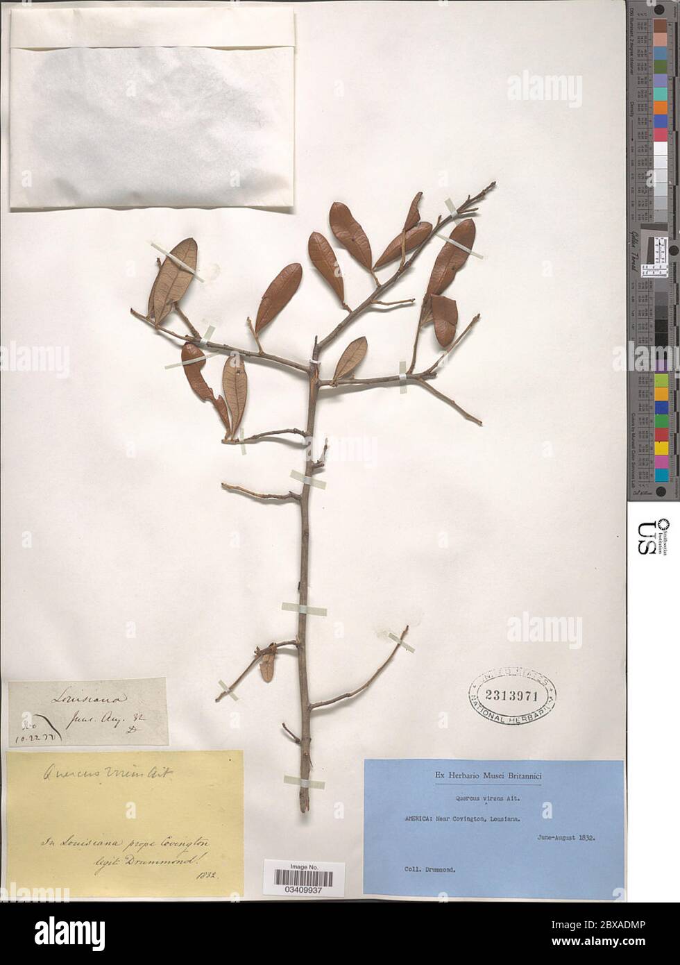 Quercus sp Quercus sp Stock Photo - Alamy