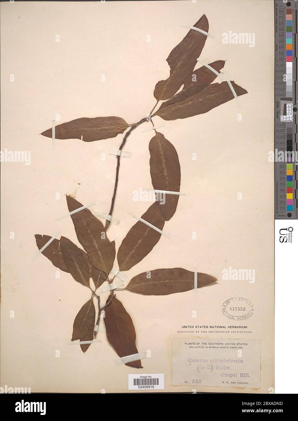 Quercus sp Quercus sp Stock Photo - Alamy