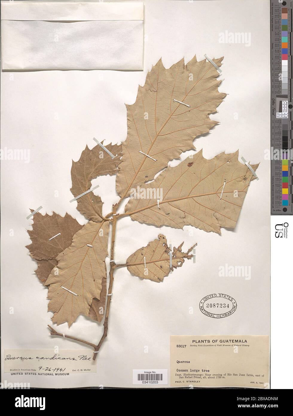 Quercus candicans Ne Quercus candicans Ne Stock Photo - Alamy