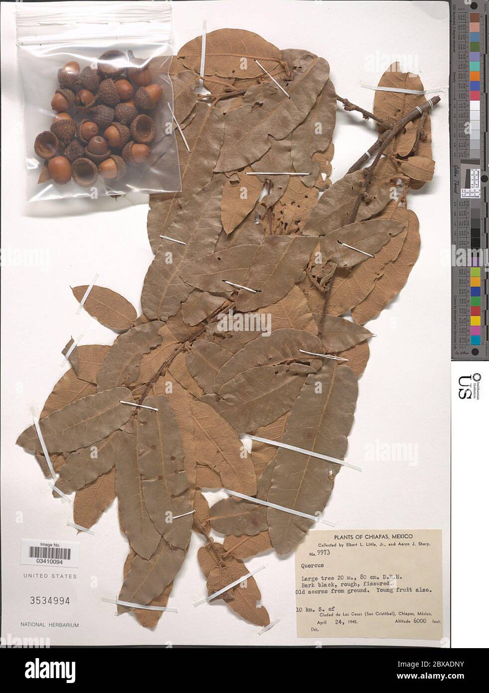 Quercus sp Quercus sp Stock Photo - Alamy