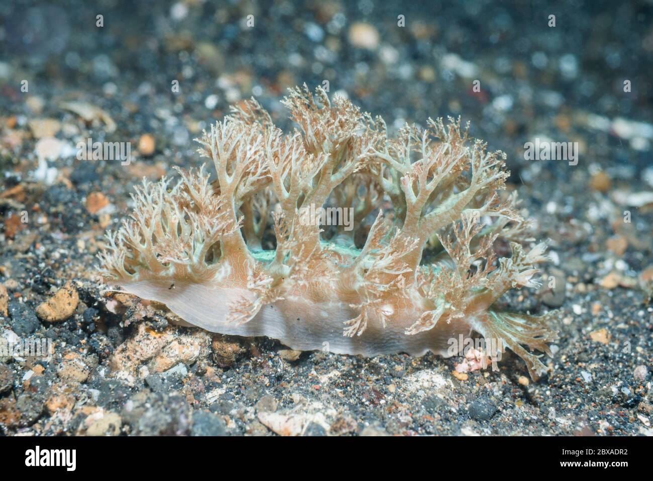 Solar nudibranch hi-res stock photography and images - Alamy