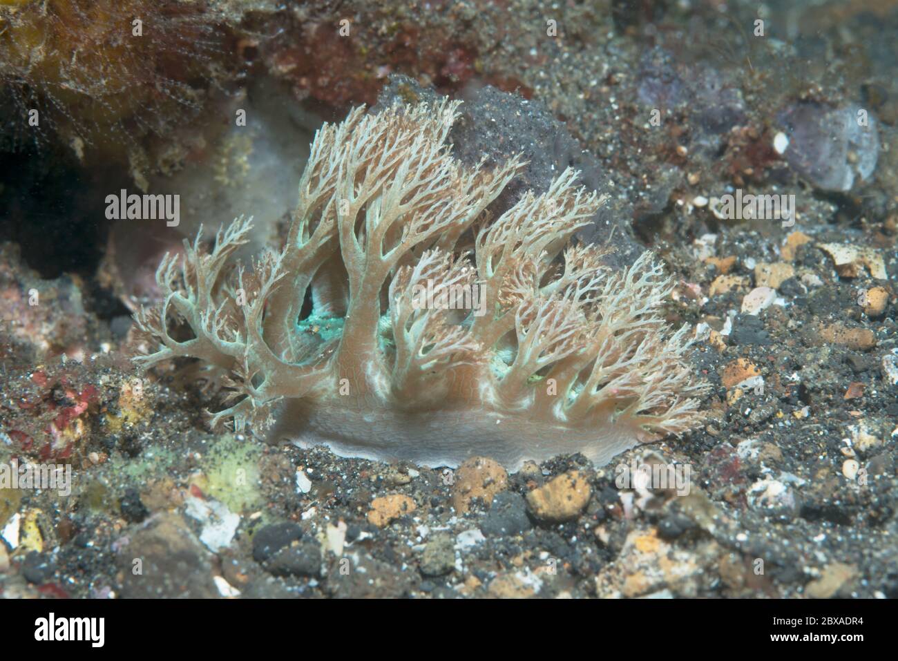 Solar powered nudibranch hi-res stock photography and images - Alamy