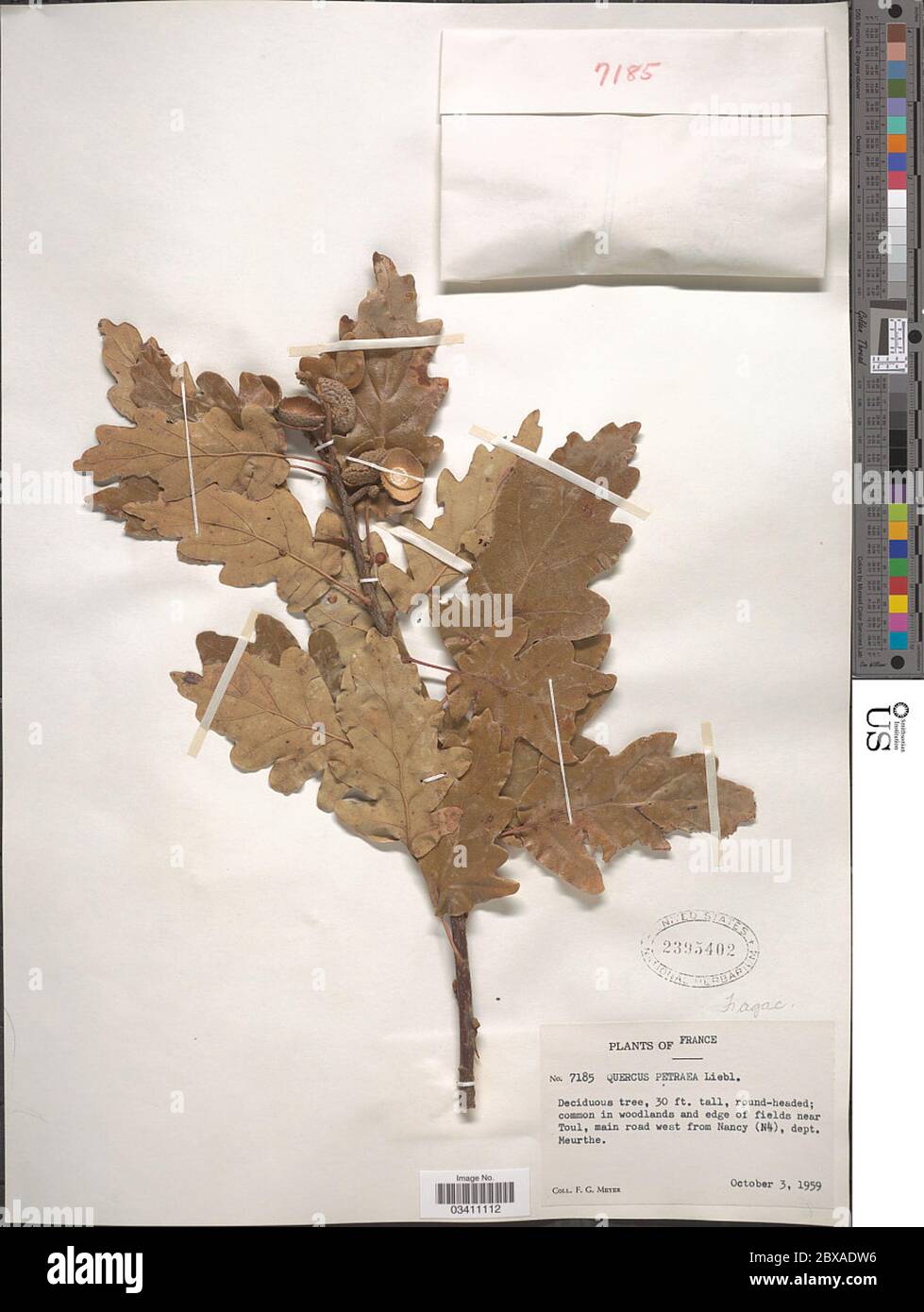 Quercus petraea Quercus petraea Stock Photo - Alamy