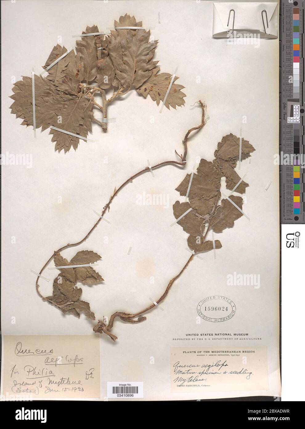 Quercus aegilops Quercus aegilops Stock Photo - Alamy