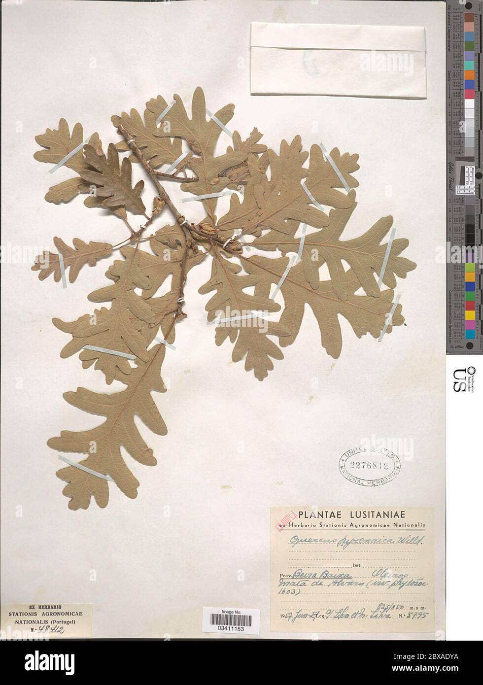 Quercus pyrenaica Willd Quercus pyrenaica Willd Stock Photo - Alamy