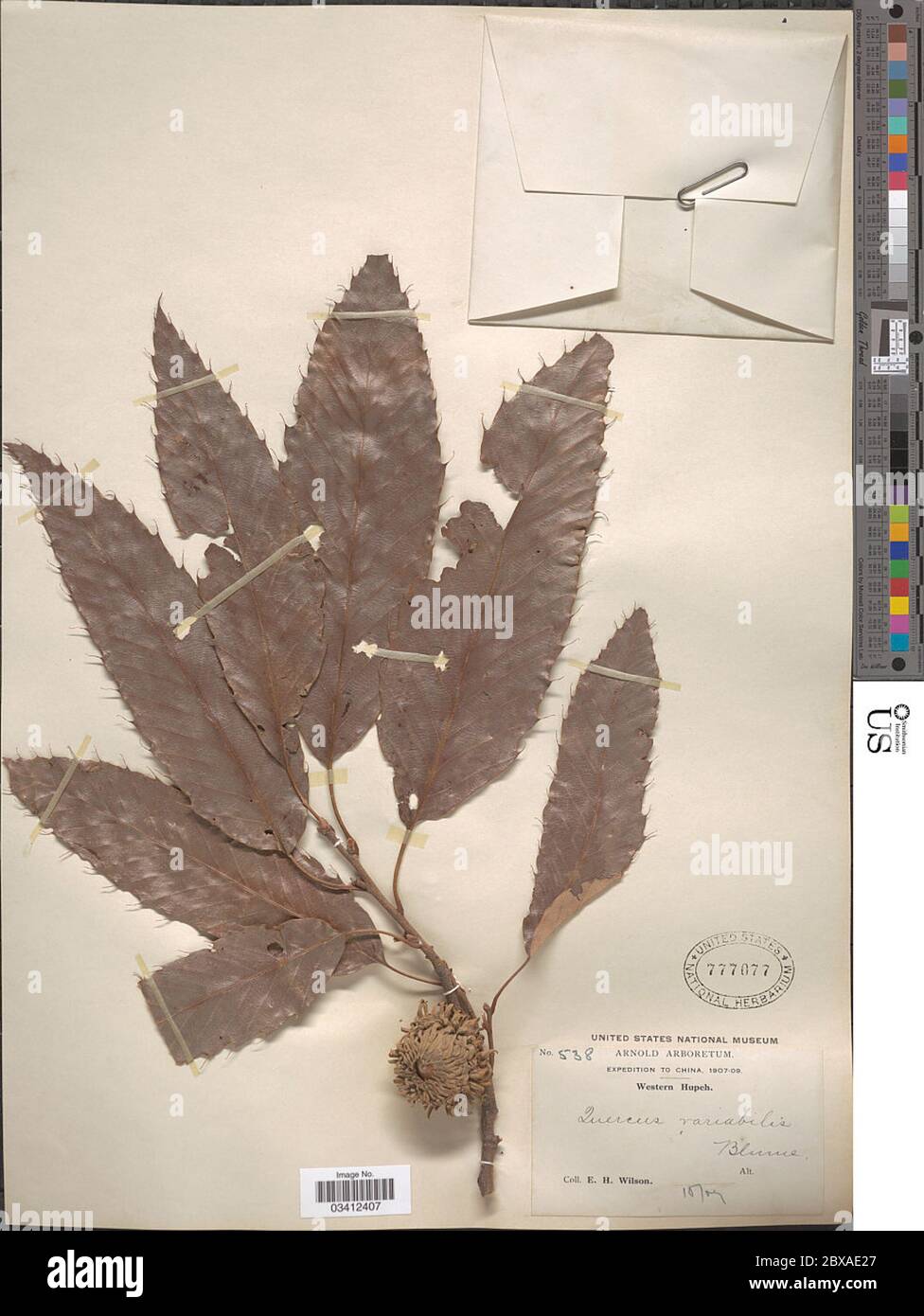 Quercus variabilis hi-res stock photography and images - Alamy