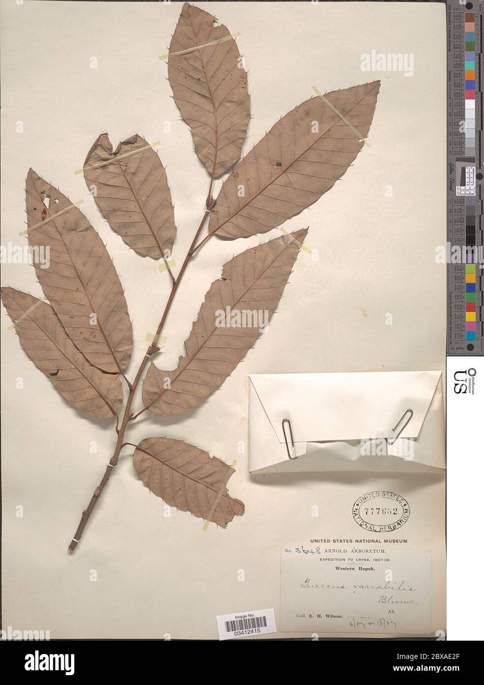 Chinese cork oak bark quercus variabilis hi-res stock photography and ...