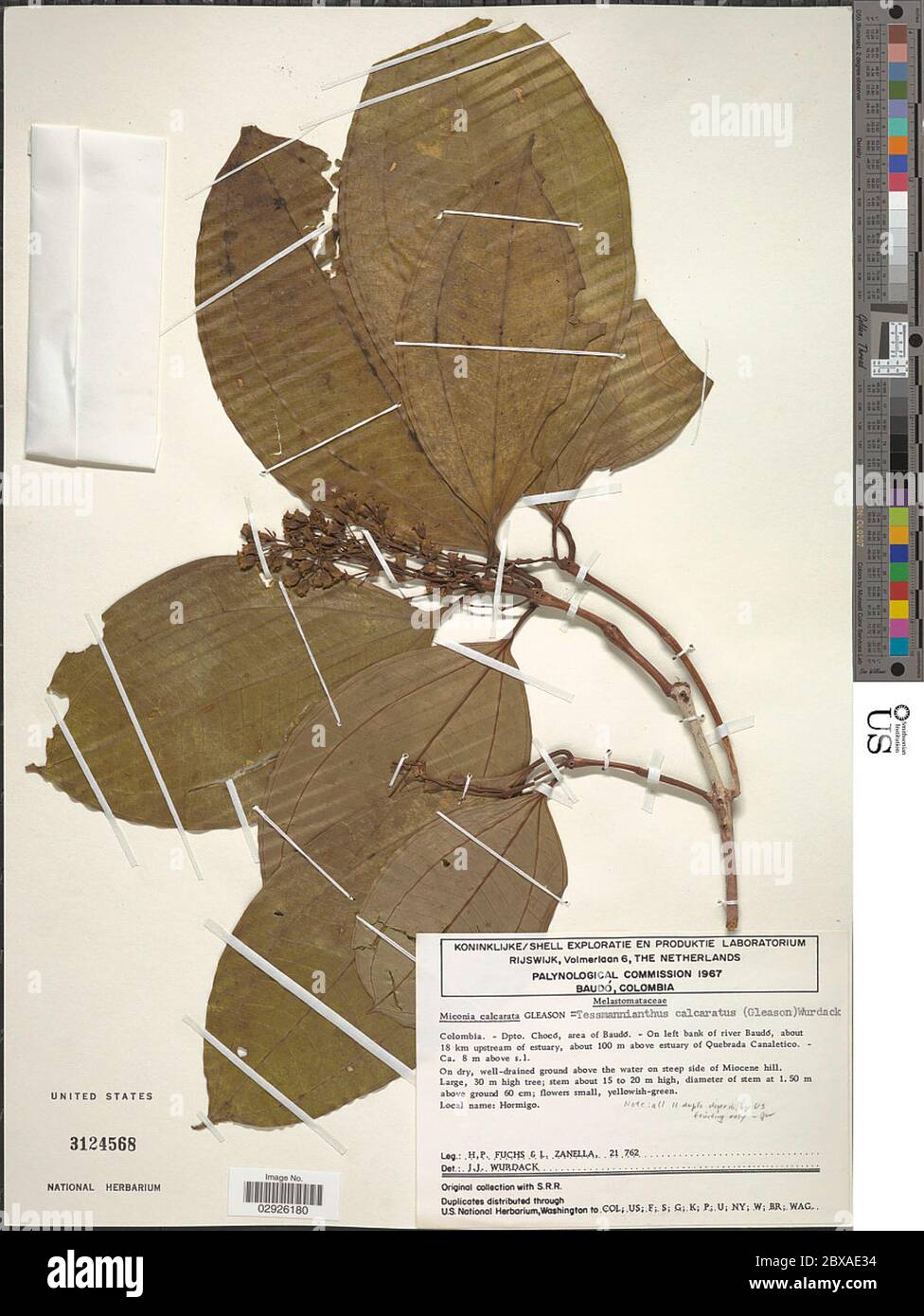 Tessmannianthus calcaratus Tessmannianthus calcaratus Stock Photo - Alamy