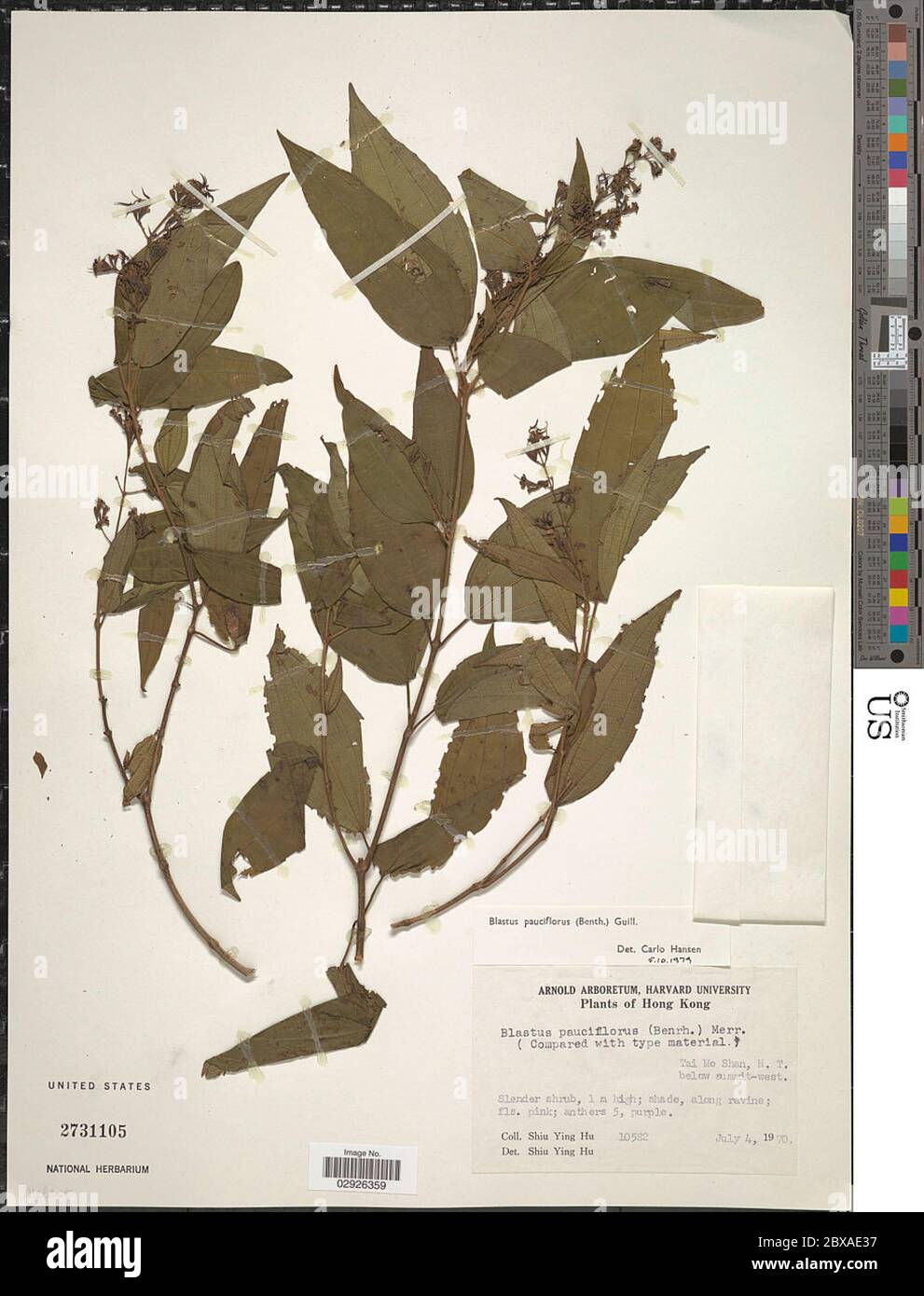 Blastus pauciflorus Benth Guillaumin Blastus pauciflorus Benth ...