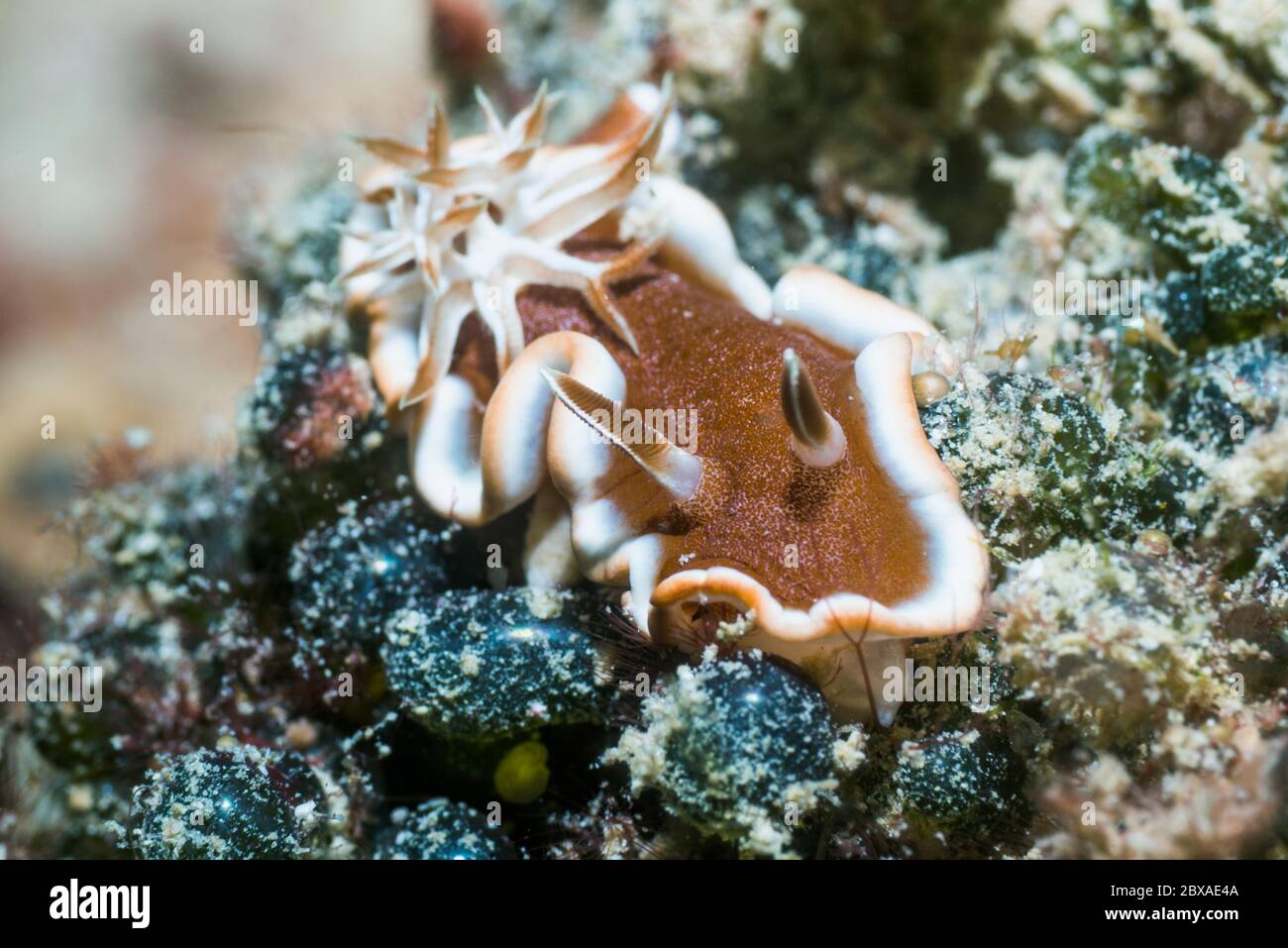 White-margin sea slug or Caramel nudibranch [Glossodoris rufomarginata ...
