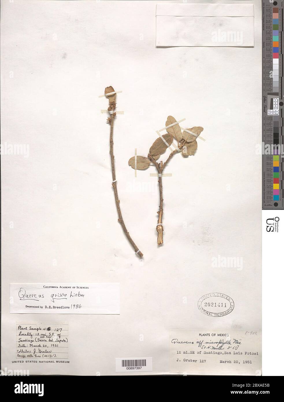 Quercus grisea Liebm Quercus grisea Liebm Stock Photo - Alamy